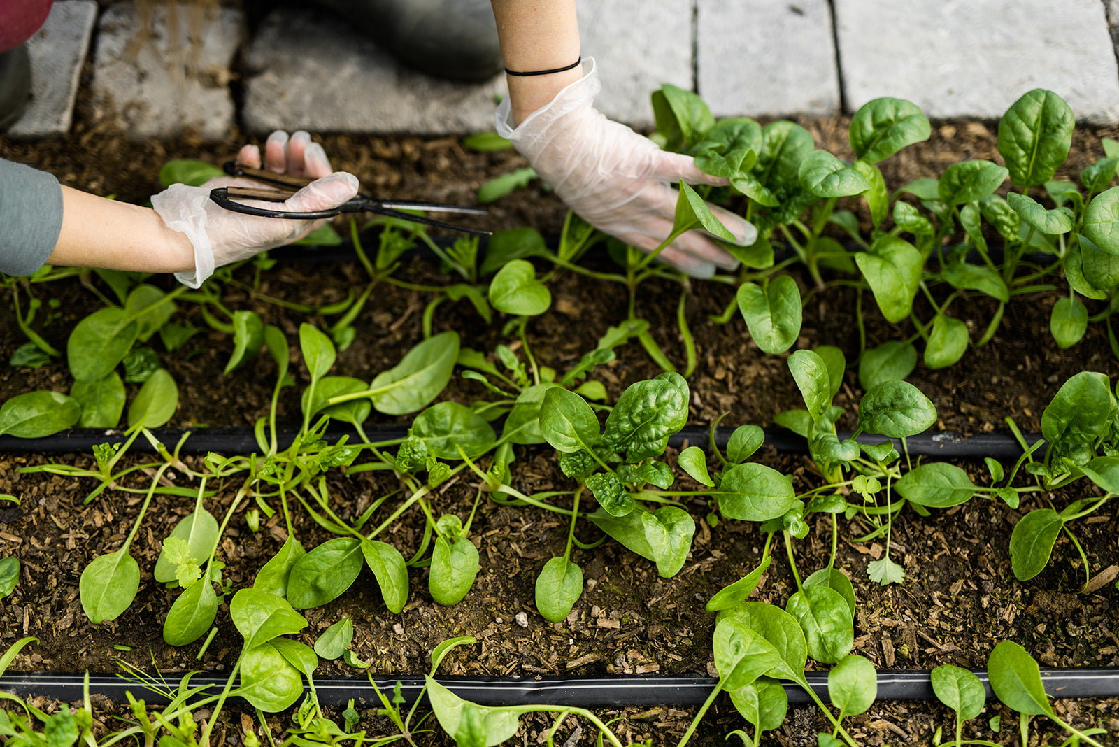 Snuck Share Week #52 – Snuck Farm