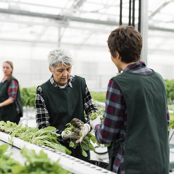 Seed to harvest – Snuck Farm