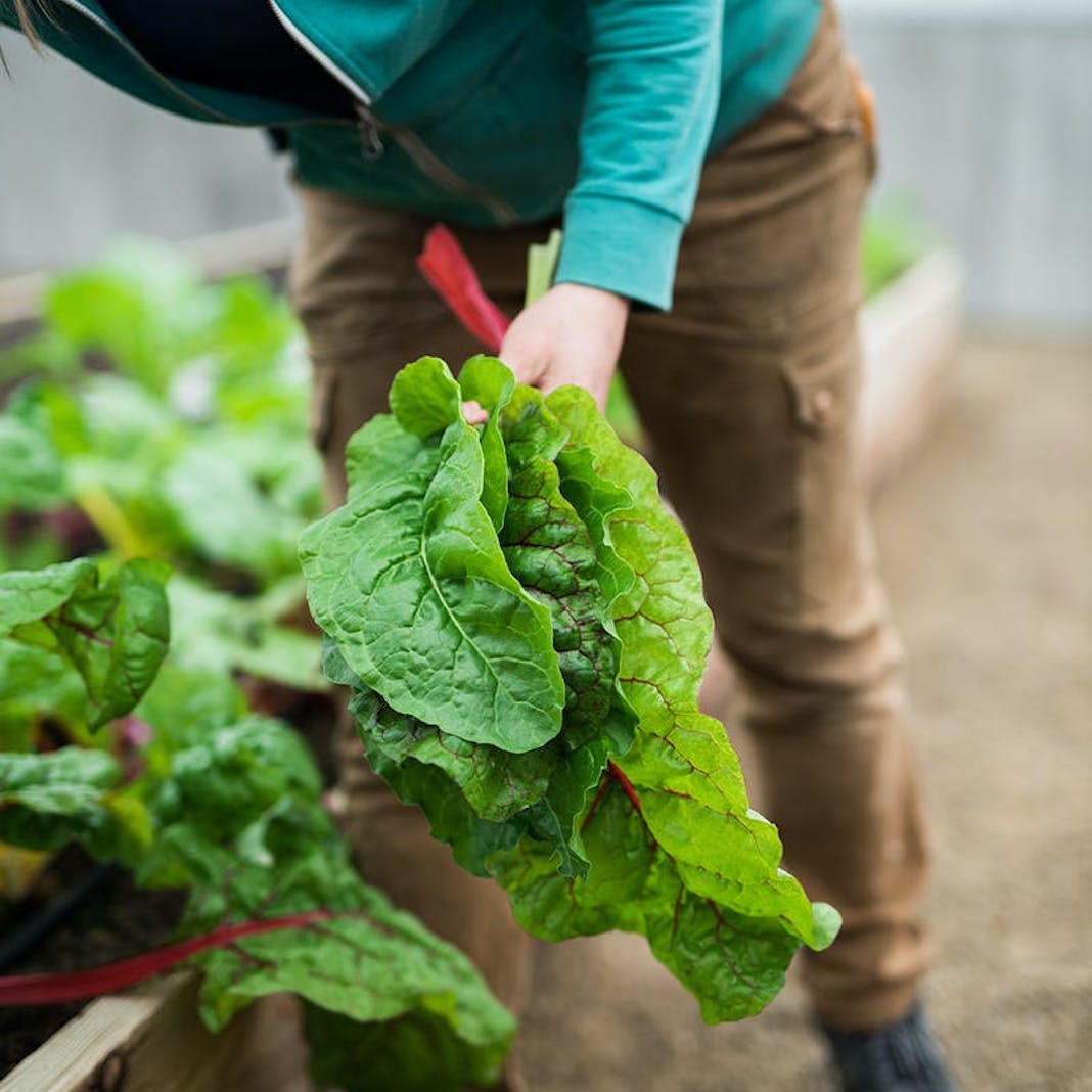 Building new collaborations – Snuck Farm