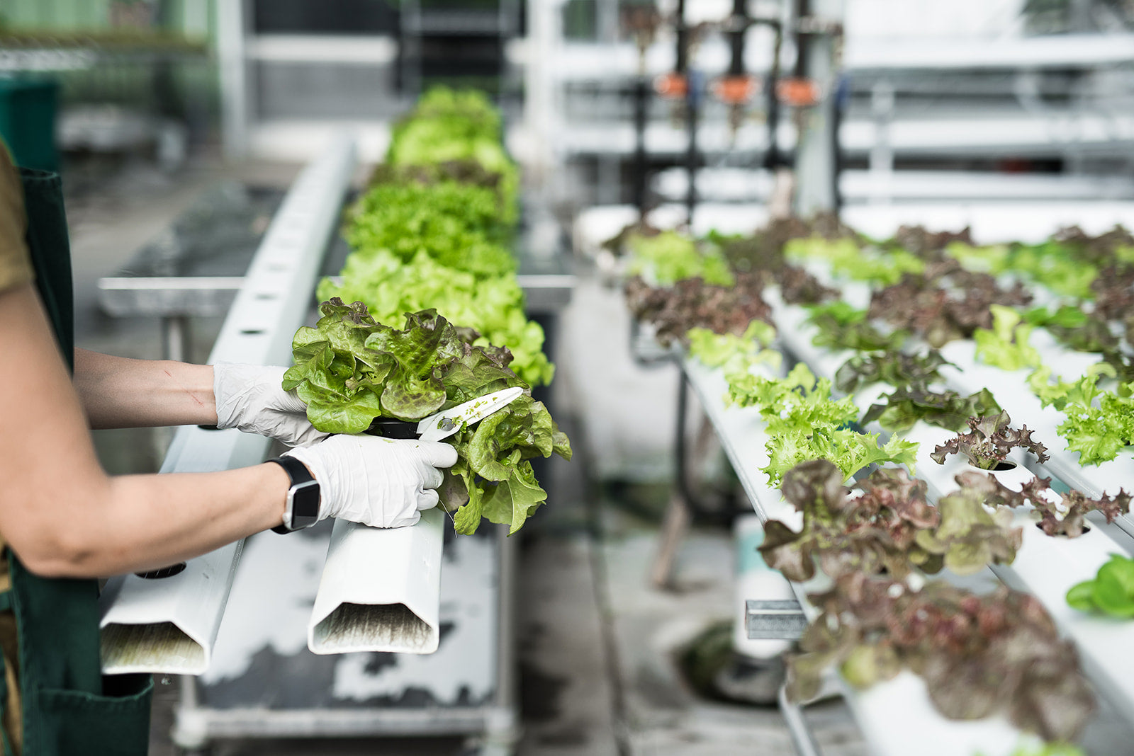 Year-round greens for your table – Snuck Farm