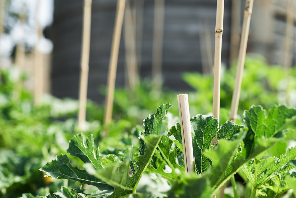 Learning the hard way – Snuck Farm