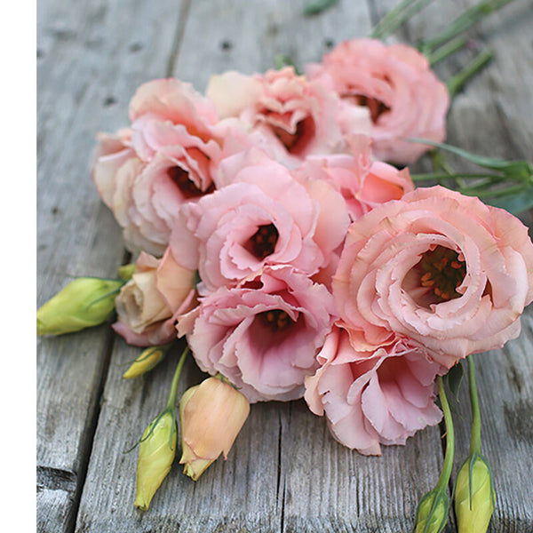 Lisianthus Arena 3 Apricot – Snuck Farm