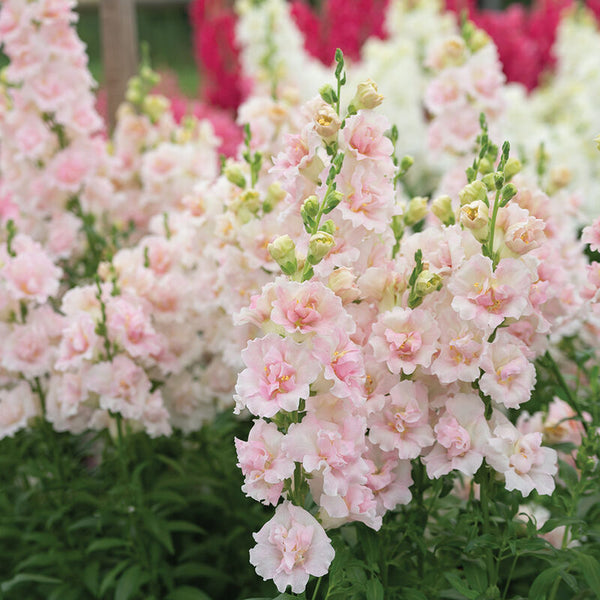 Snapdragon - Double Frappe Light Pink 2 – Snuck Farm
