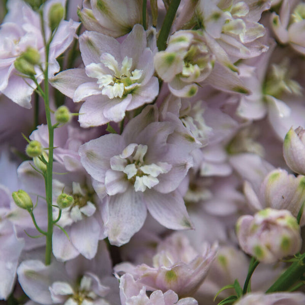 Perennial Delphinium Magic Fountains Cherry Blossom – Snuck Farm