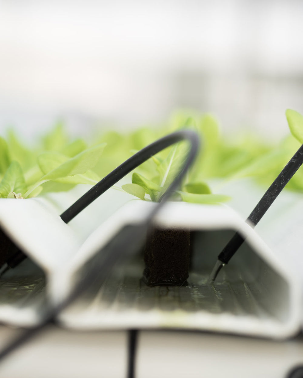 How We Grow – Snuck Farm