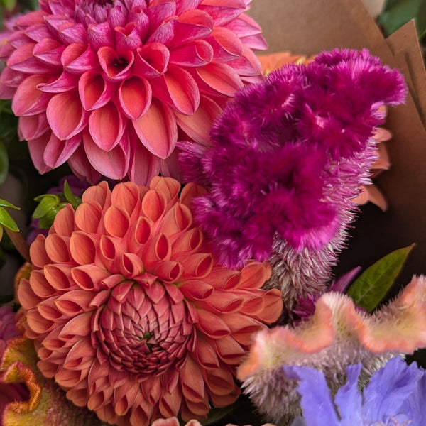 Celosia - Cramer's Rose – Snuck Farm