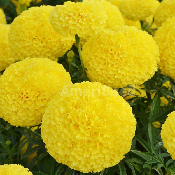 Marigold - Coco Yellow – Snuck Farm